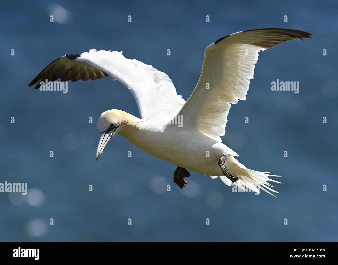 Wild Northern gannet seabird, imaged in flight showing close feather ...