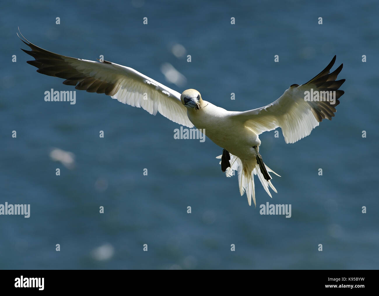 Wild Northern gannet seabird, imaged in flight showing close feather ...