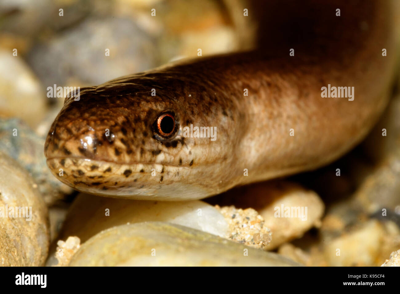 Deaf adder hi-res stock photography and images - Alamy