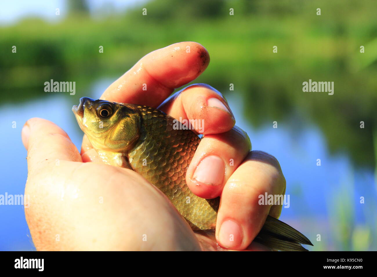 caught Prussian carp on the human hand Stock Photo - Alamy