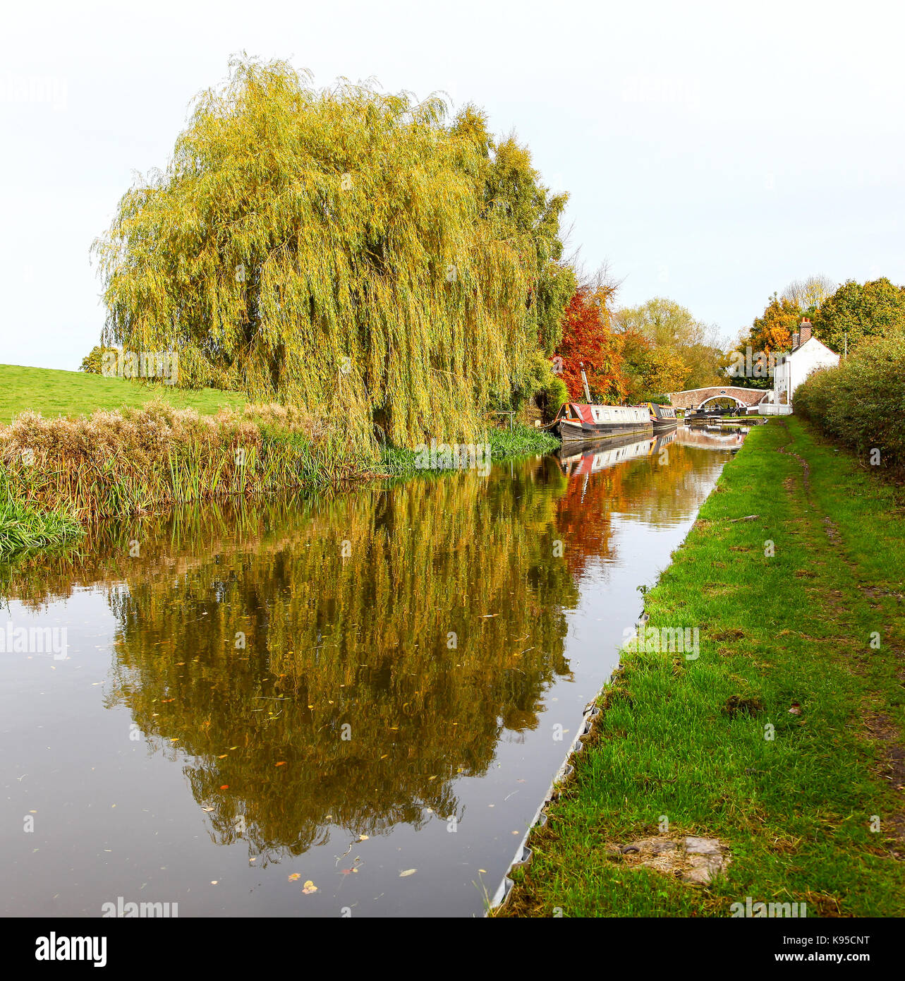 A Weeping Willow (Salix babylonica) tree next to the Staffordshire and ...