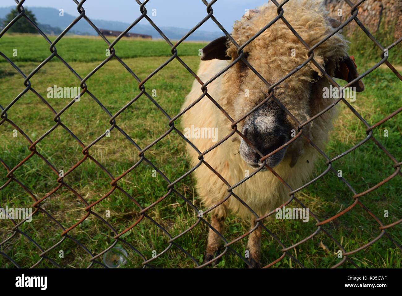 Sad Sheep High Resolution Stock Photography and Images - Alamy