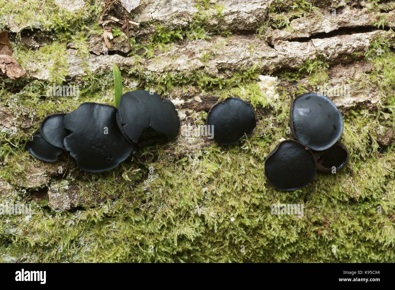 Black bulgar fungi hi-res stock photography and images - Alamy