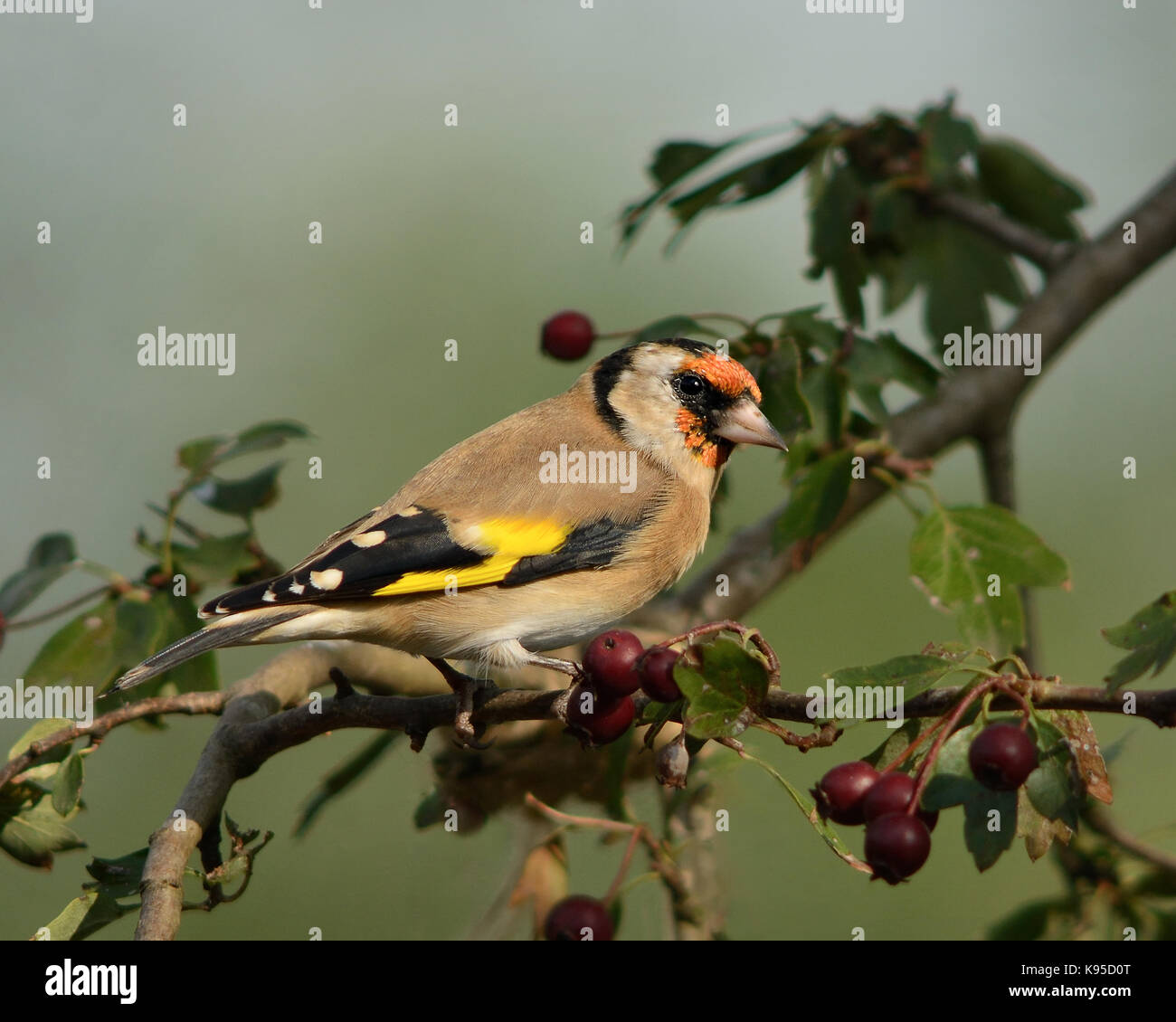 European goldfinch common garden bird pictured in a natural dappled ...
