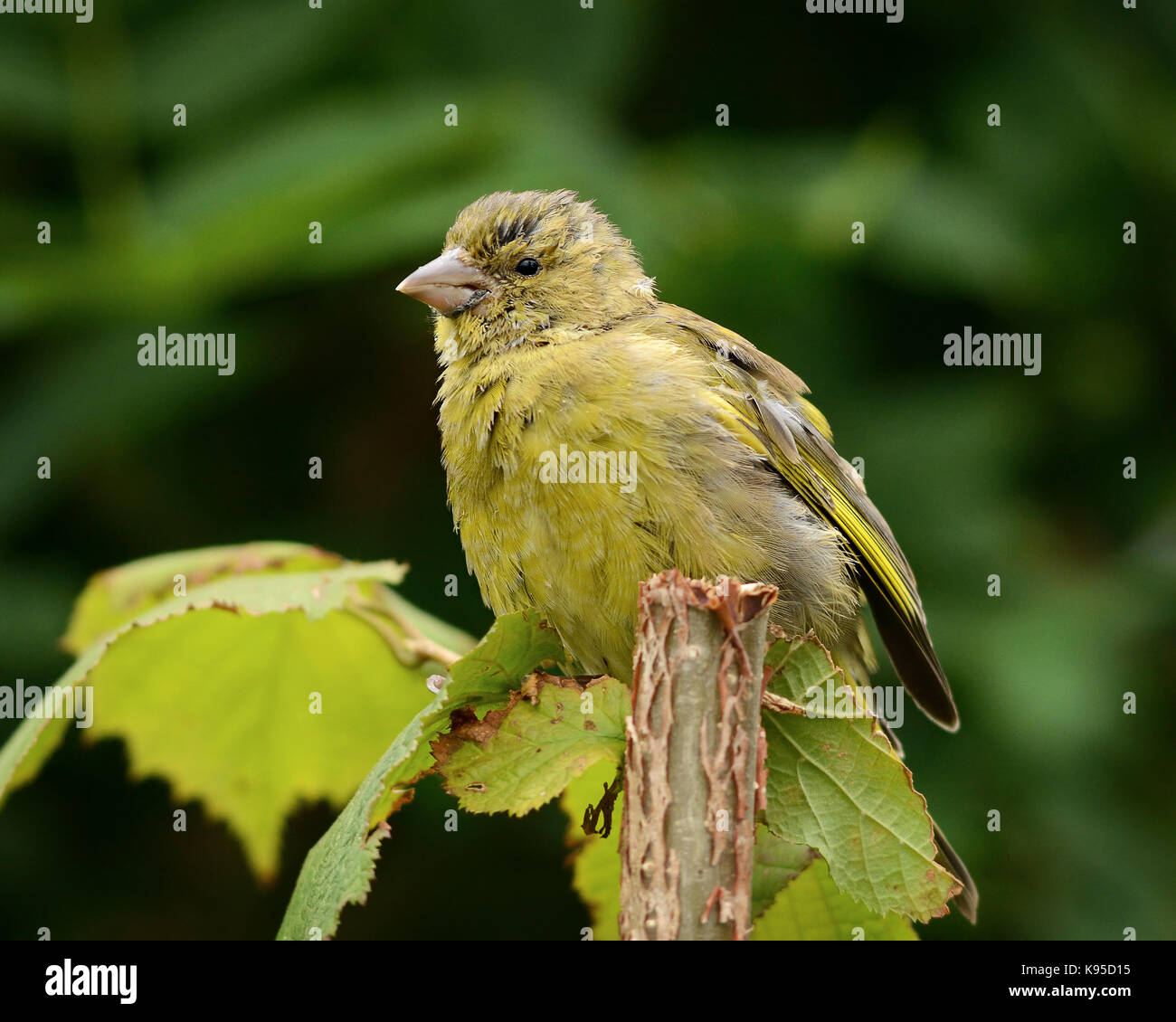 European greenfinch, or UK greenfinch fledgling just out of the nest ...