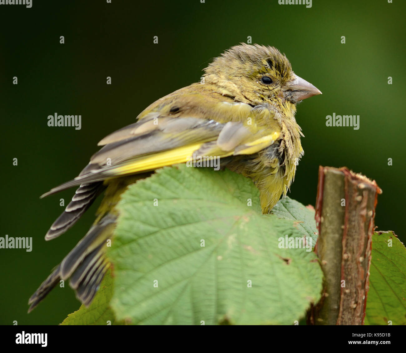 Uk greenfinch hi-res stock photography and images - Alamy