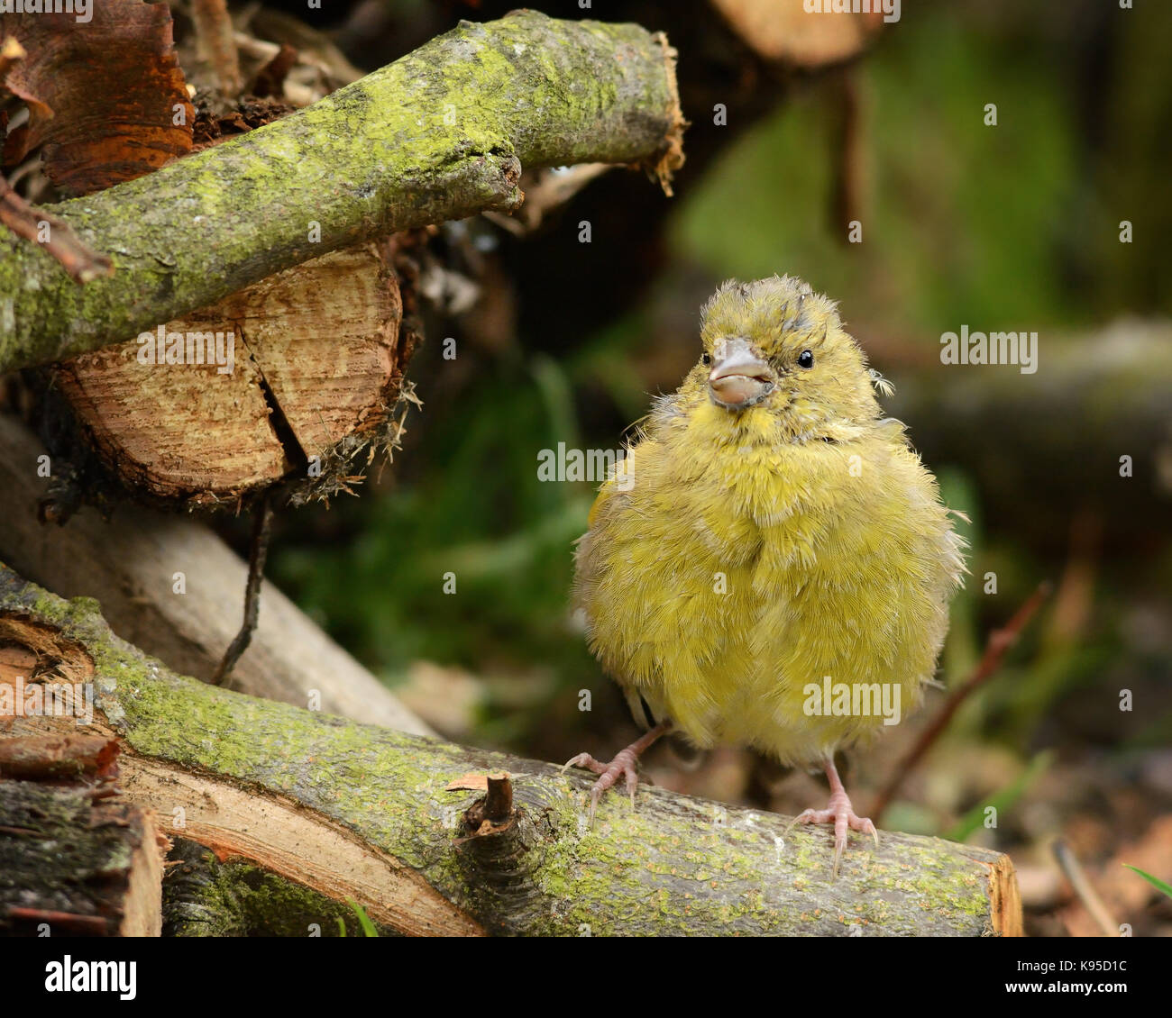 European greenfinch, or UK greenfinch fledgling just out of the nest ...