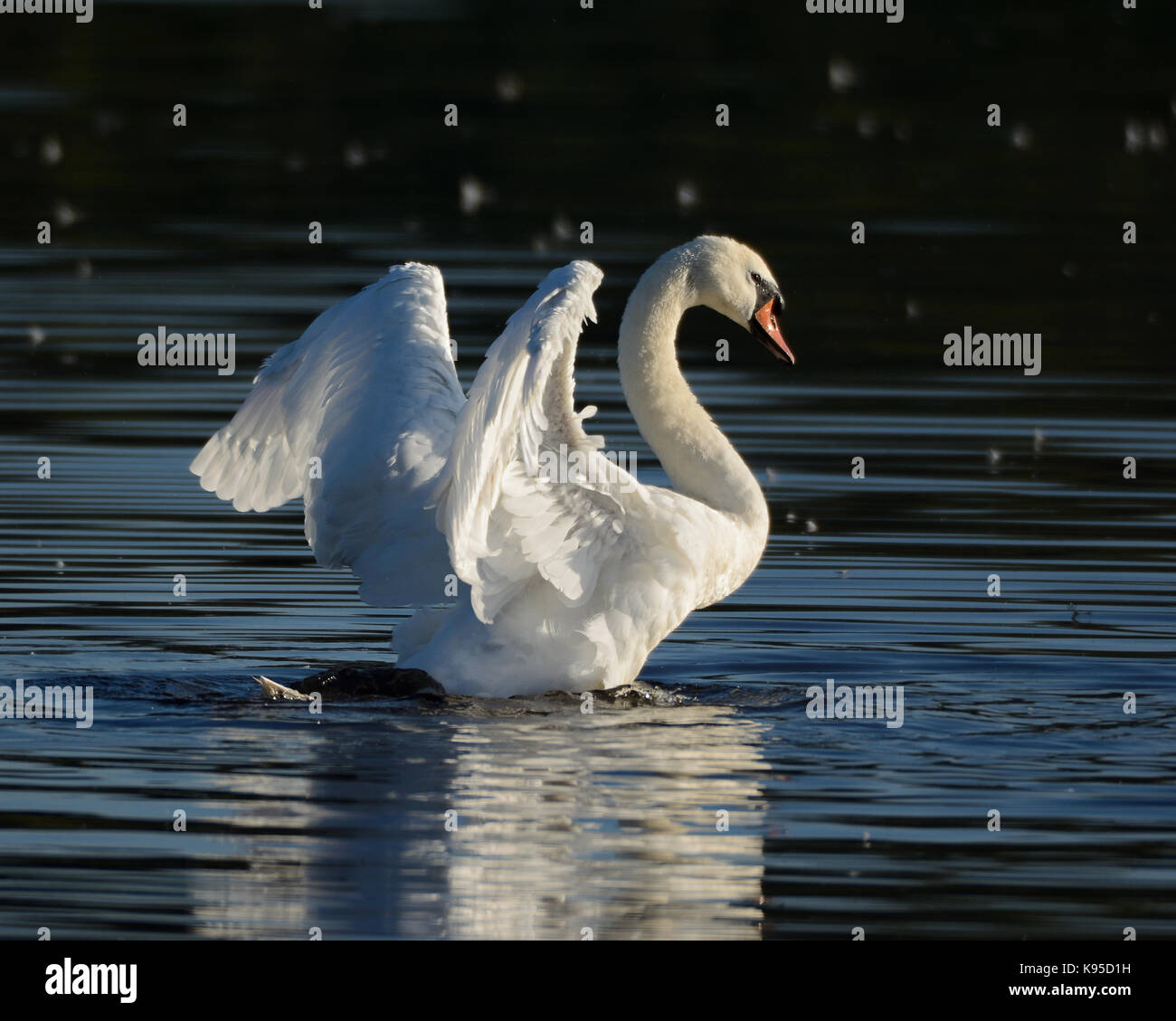 Male cob mute swan stretching wings raised up on the water, lit by low ...