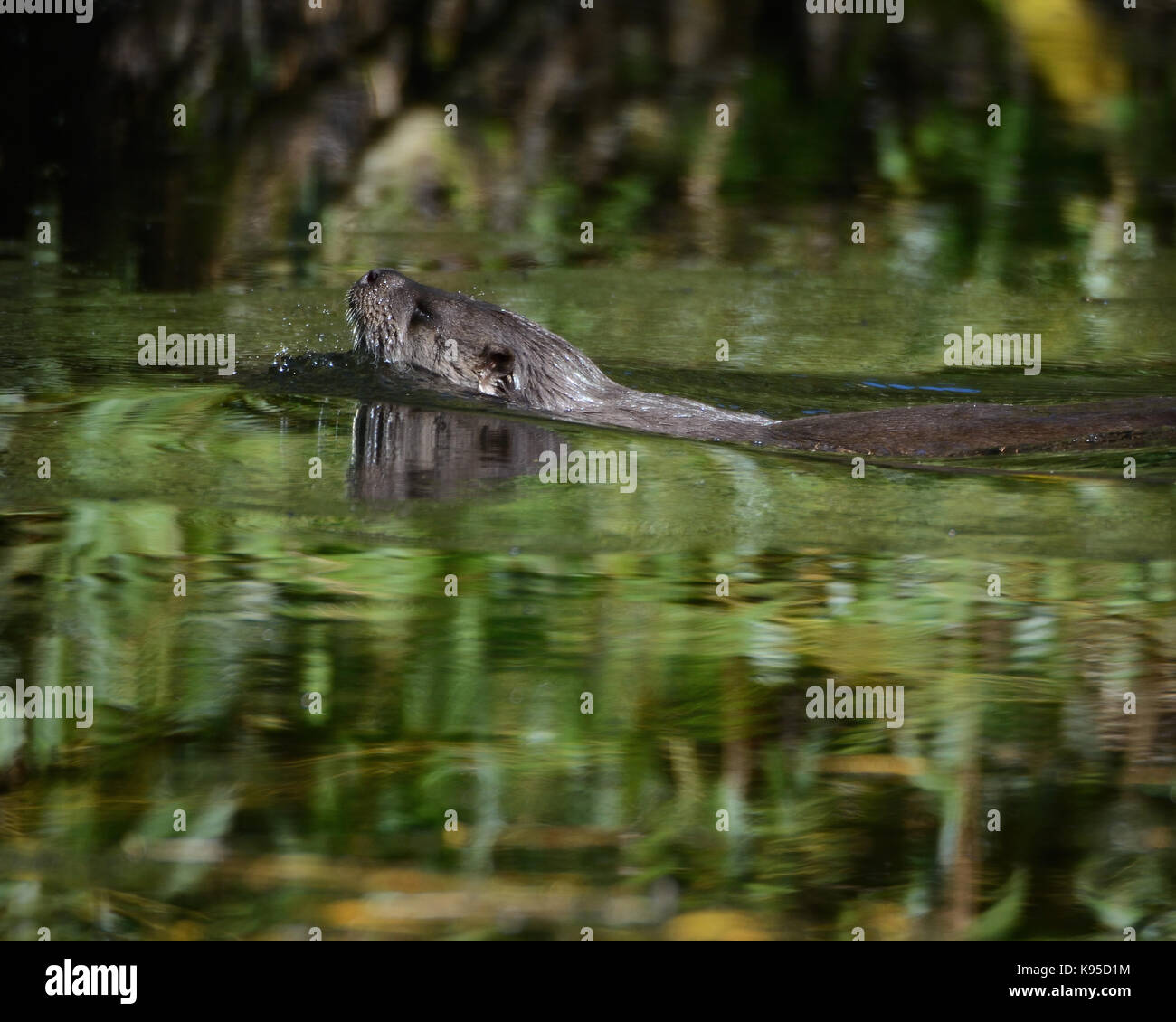 Eurasian otter, or common European river otter, imaged on the River ...