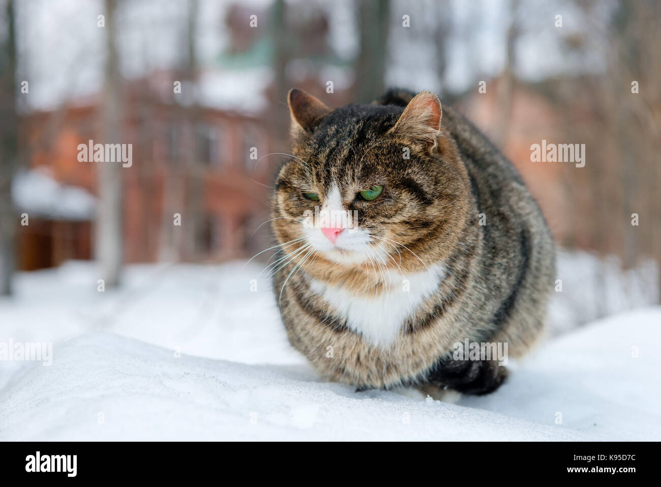 Angry green-eyed cat napping in the snow winter day Stock Photo - Alamy