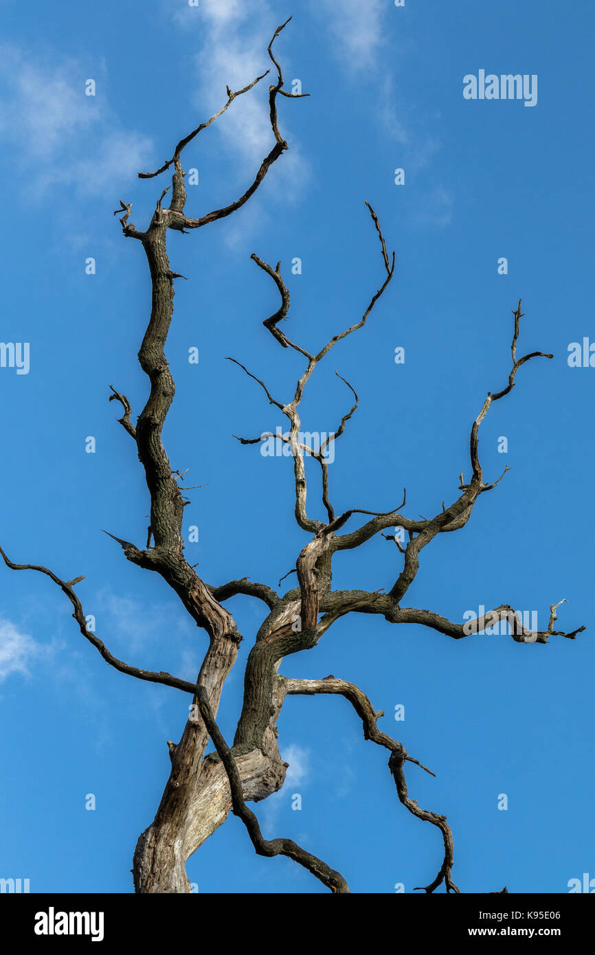 Dead tree branch hi-res stock photography and images - Alamy