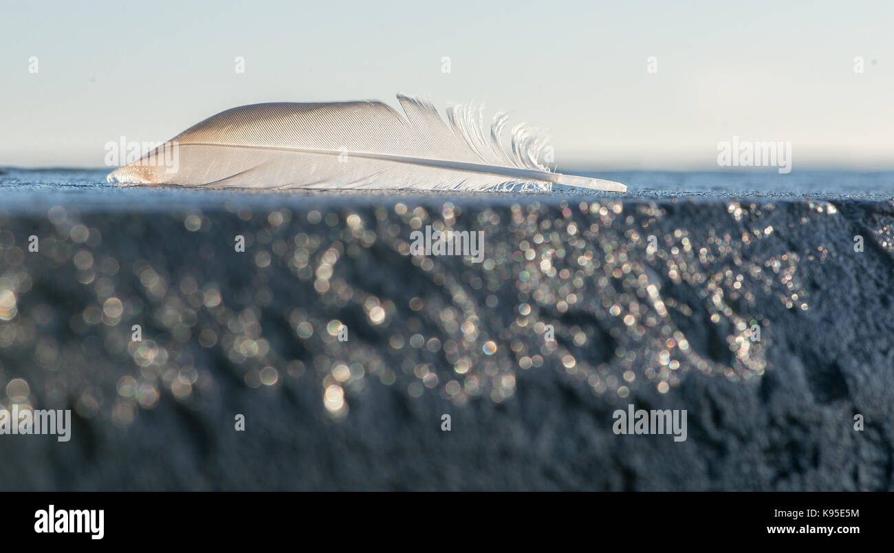 bird feather on the sea pier Stock Photo - Alamy