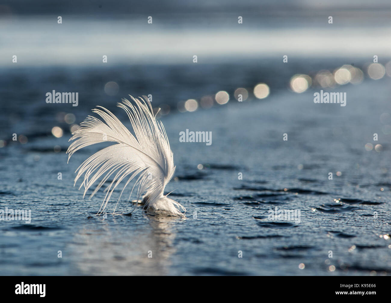 bird feather on the sea pier Stock Photo - Alamy