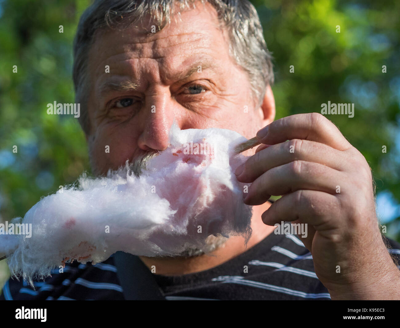 Middle aged man eating a stick of candy floss or cotton candy made from ...