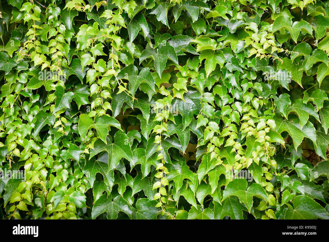 Fresh, spring ivy leaves on the wall. Green and colored ivy leaves lit ...