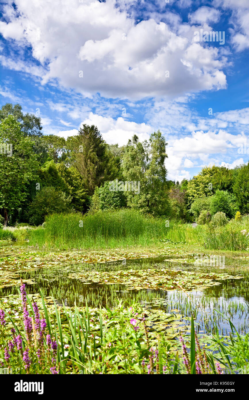 The landscape of greenery, a pond and clouds in a blue sky. A beautiful ...