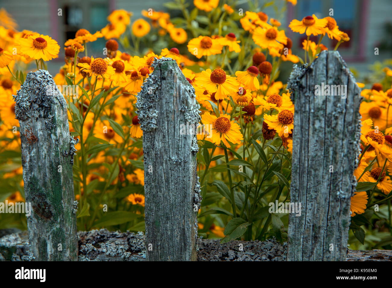 Helenium flower. Season autumn background Stock Photo - Alamy