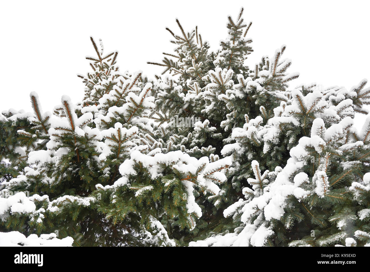 Close view of snow-covered spruce trees. Spruces in winter isolated on ...