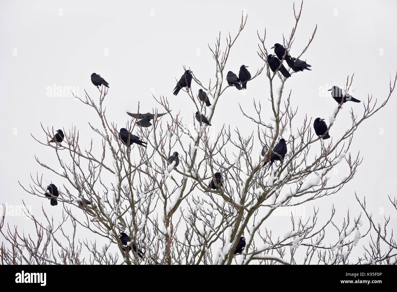 A flock of rooks sitting on a tree in winter Stock Photo - Alamy
