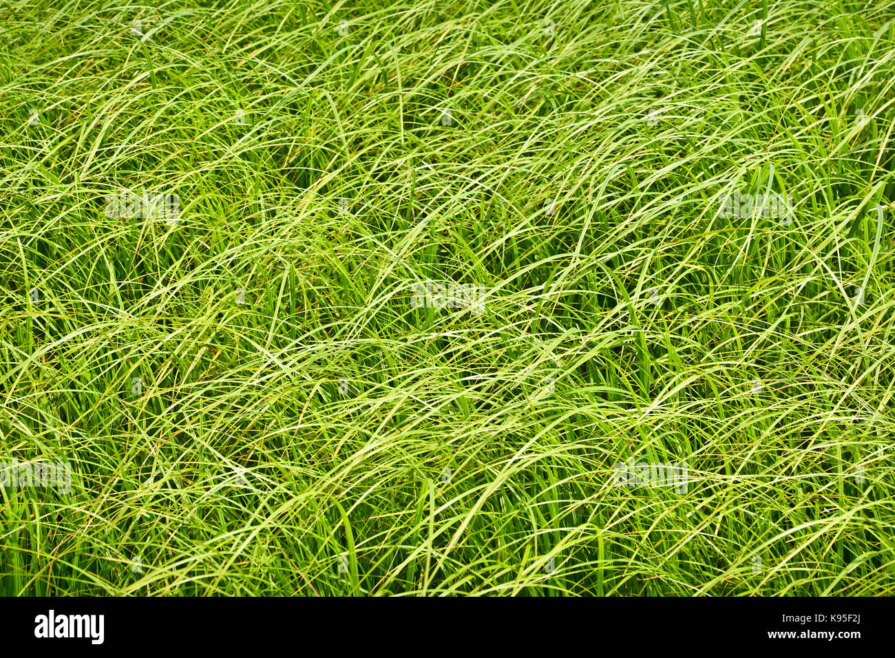 High marsh grass High Resolution Stock Photography and Images - Alamy