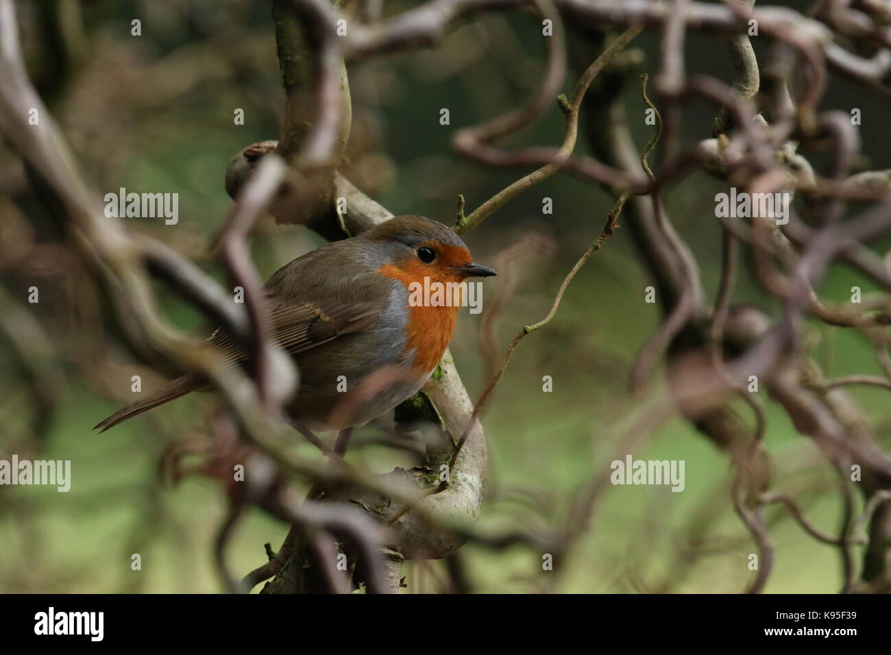 Robin sitting in the hazel bush Stock Photo - Alamy