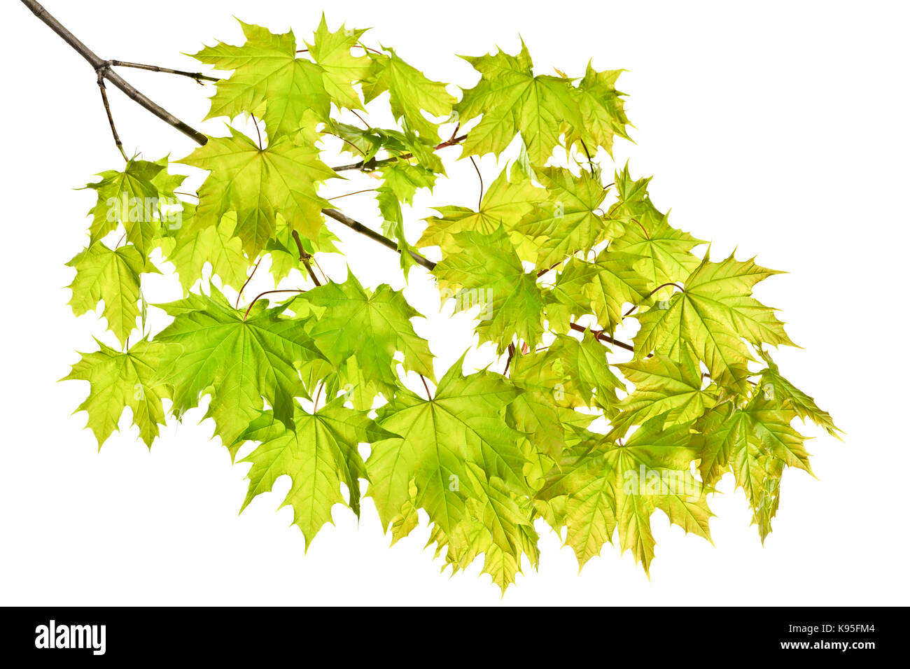 Young spring maple twigs with leaves on a white background. Several ...