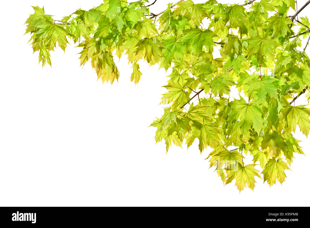 Young spring maple twigs with leaves on a white background. Several ...