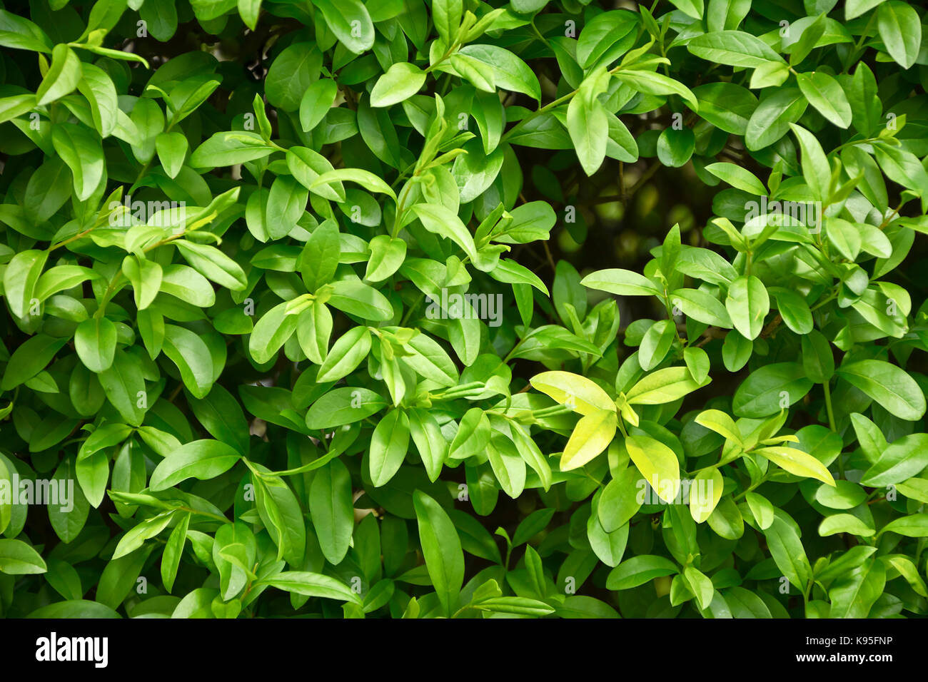 Fragment of a hedge of privet early spring. Privet bush in natural ...