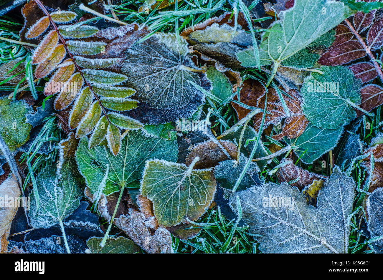 Seasonal Background Texture Of Frosty Leaves In Winter Stock Photo - Alamy