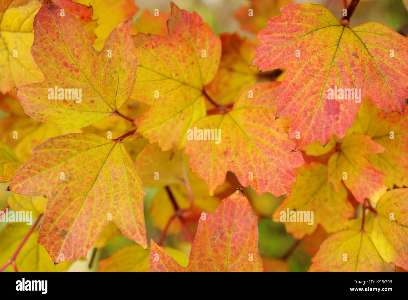 Bright autumn leaves Stock Photo - Alamy
