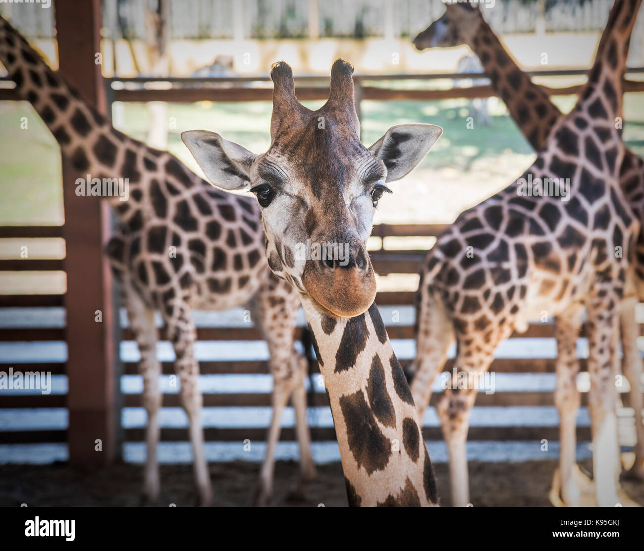 Wildlife zoo enclosure giraffe hi-res stock photography and images - Alamy