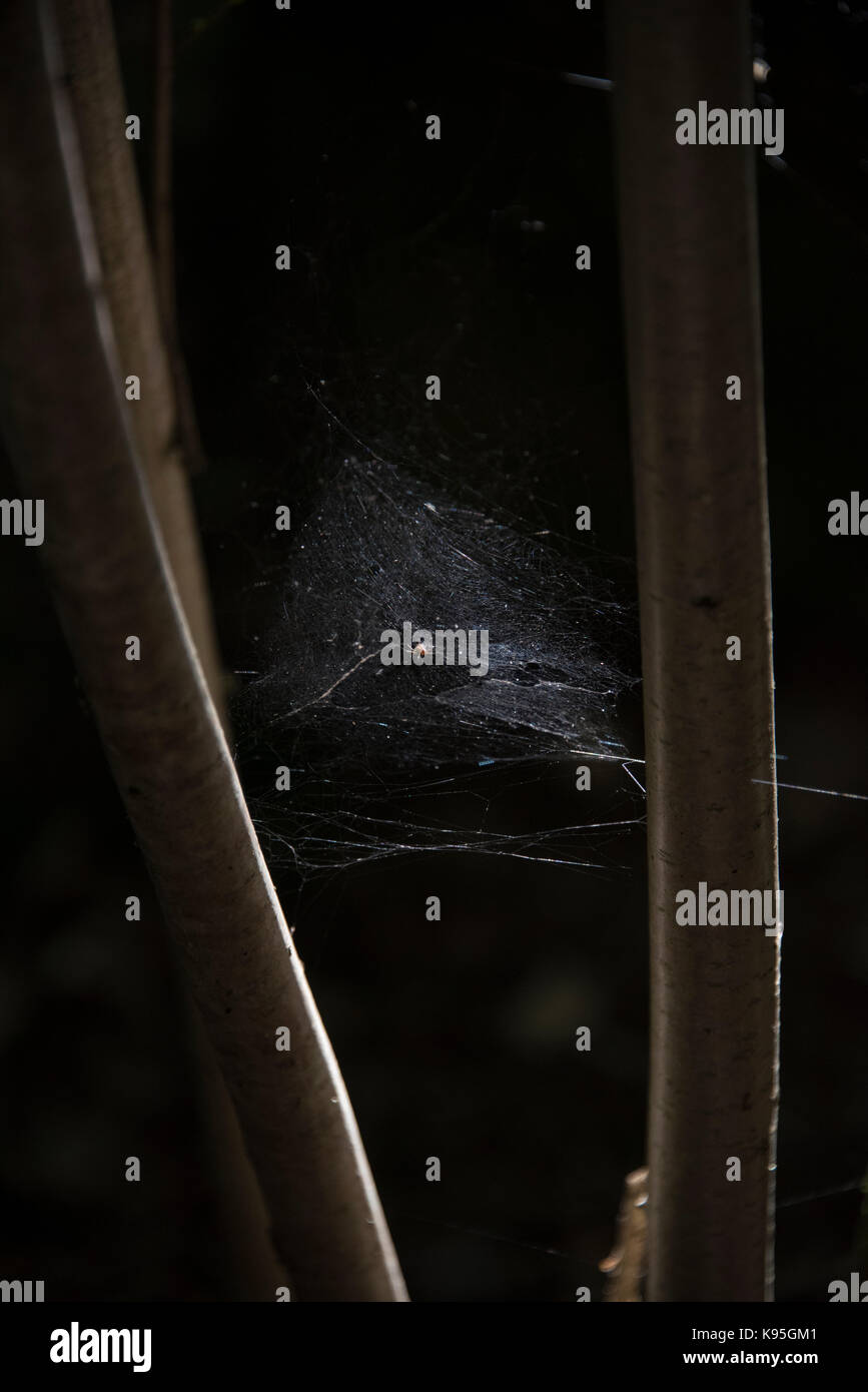 Spider Web on Tree Branches Stock Photo - Alamy