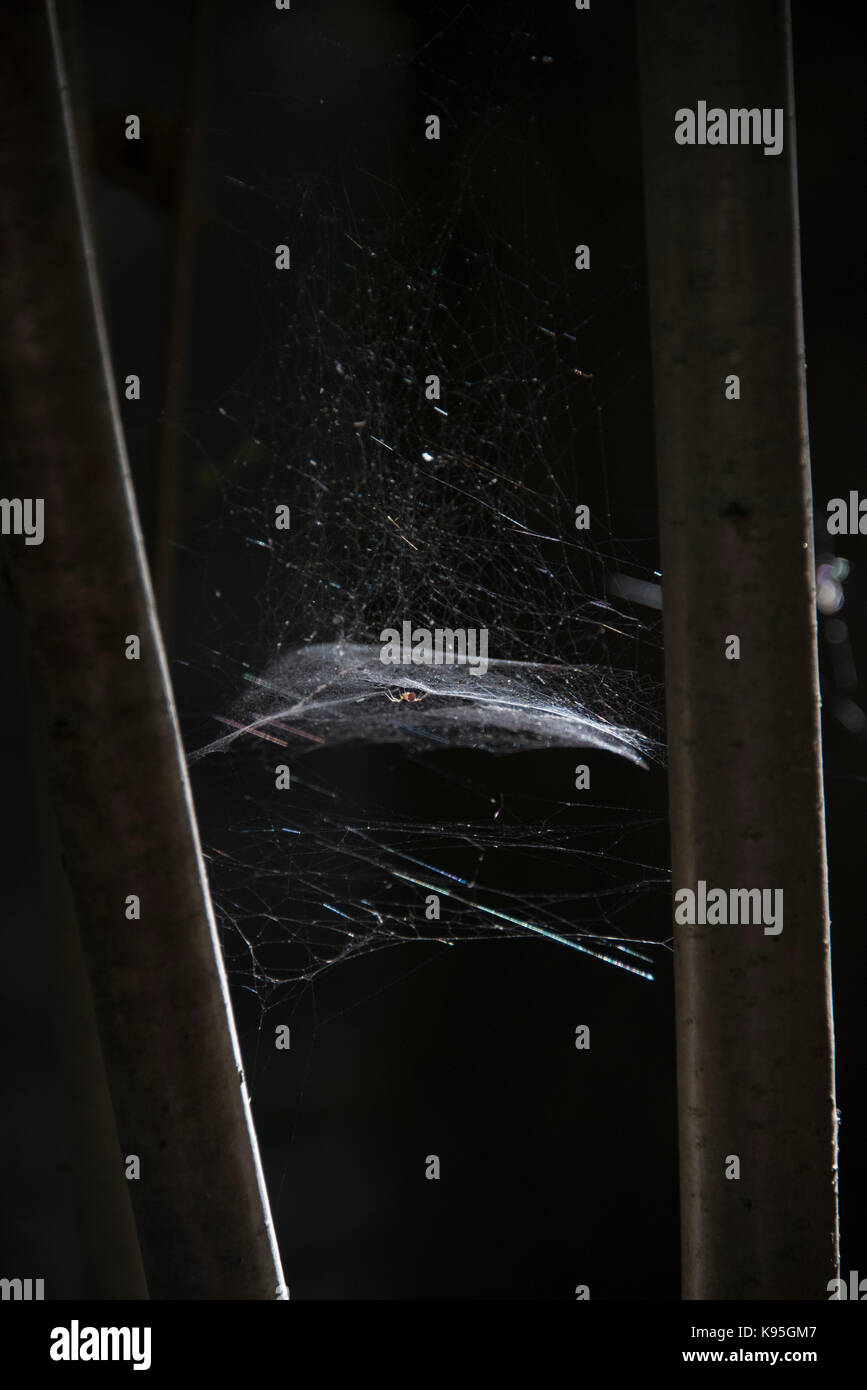 Spider webbranch hi-res stock photography and images - Alamy