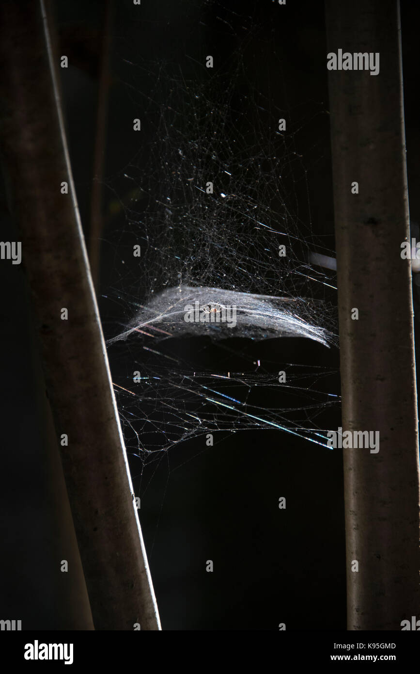 Spider webbranch hi-res stock photography and images - Alamy