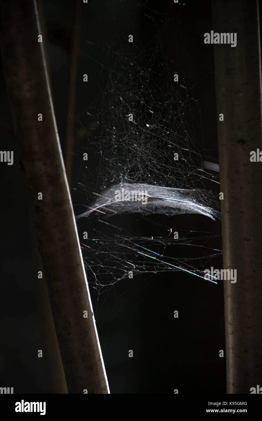 Spider Web on Tree Branches Stock Photo - Alamy