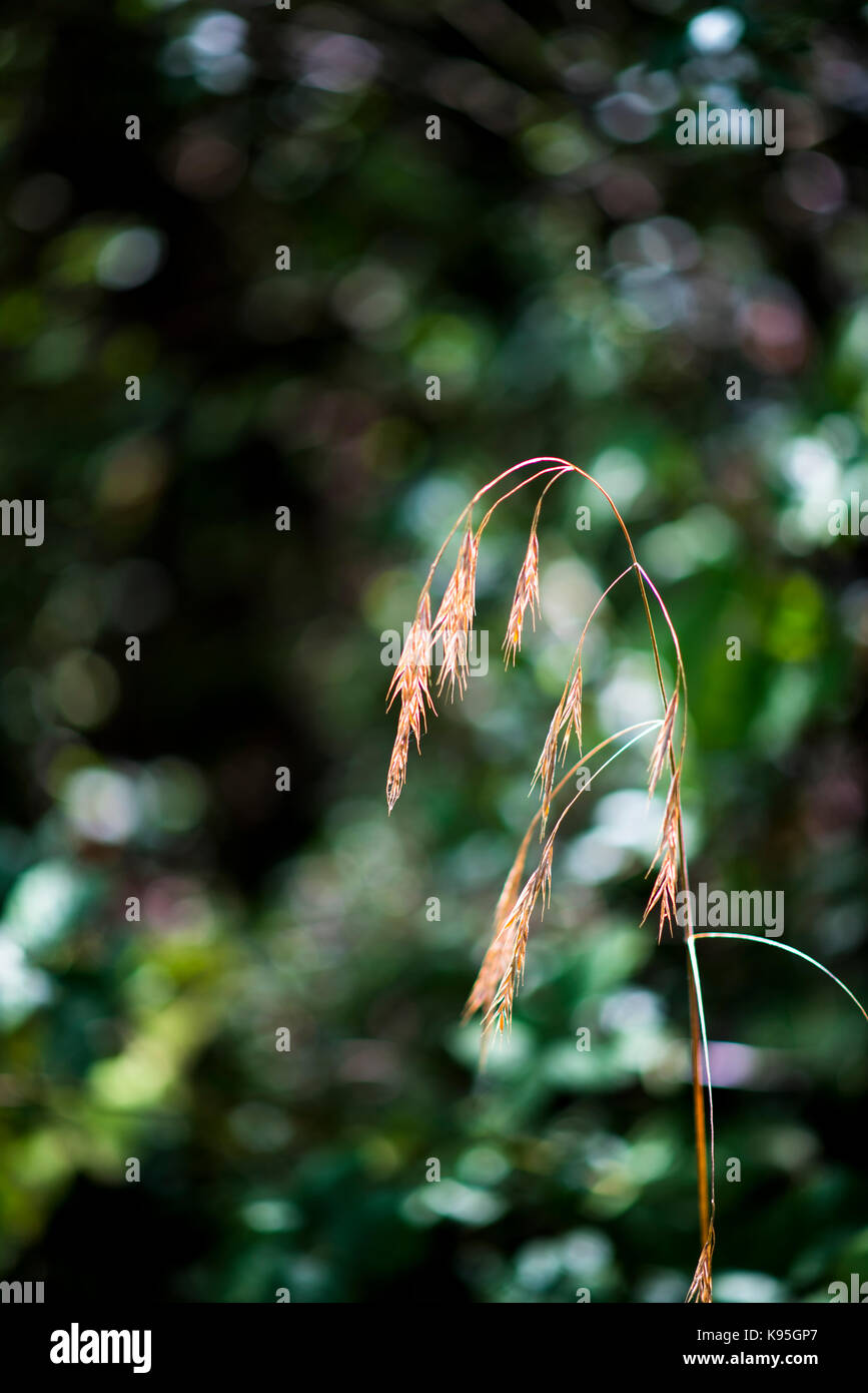 Grass seed heads on a summer meadow Stock Photo - Alamy