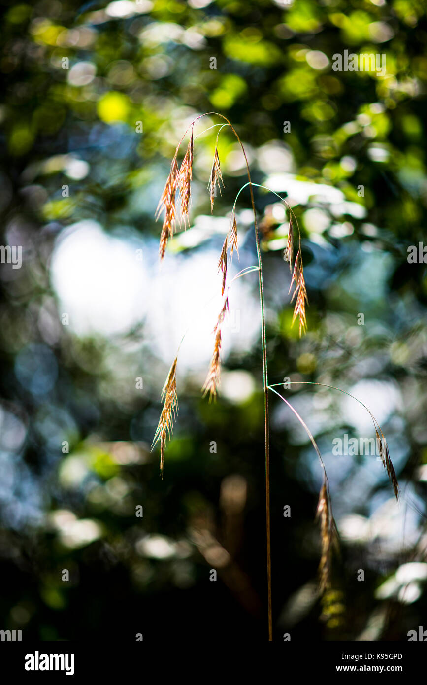 Grass seed heads on a summer meadow Stock Photo - Alamy
