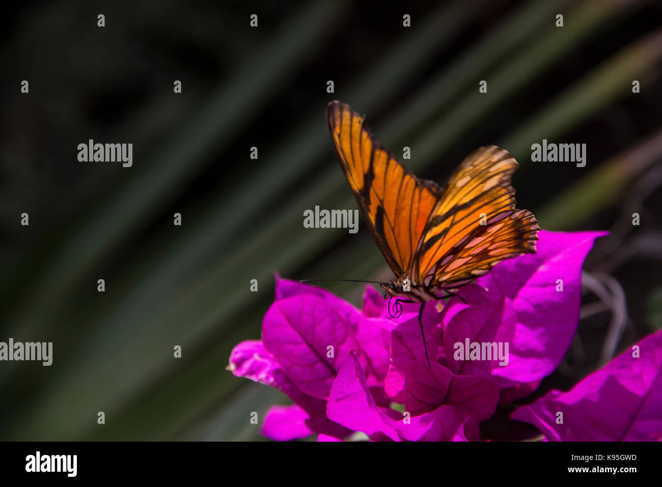 Monarch butterfly background hi-res stock photography and images - Alamy