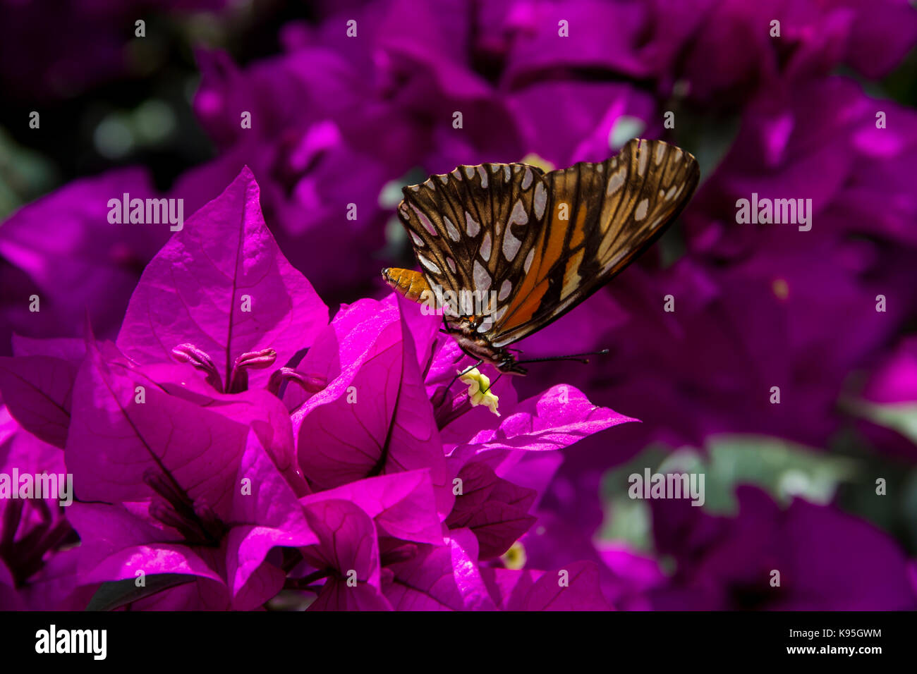Monarch butterfly background hi-res stock photography and images - Alamy