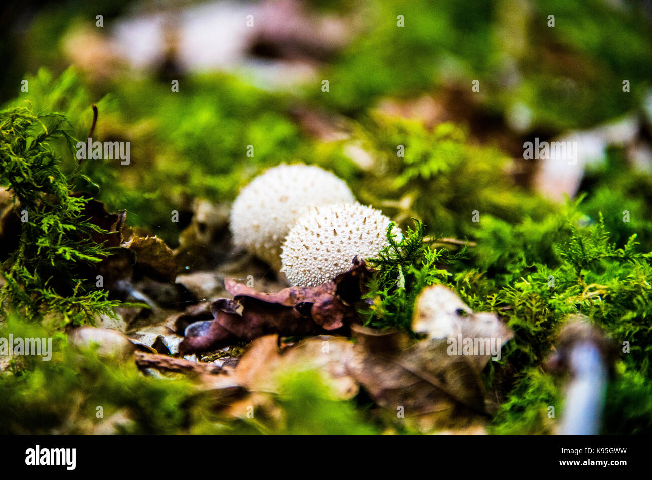 Small round fungus growing through fallen leaves on forest floor ...