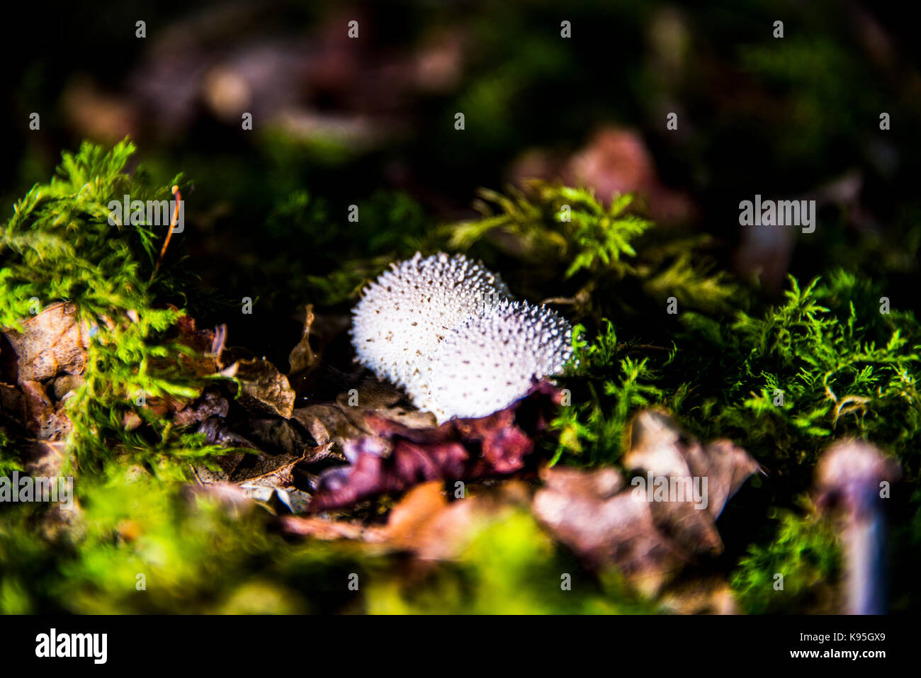 Small round fungus growing through fallen leaves on forest floor ...