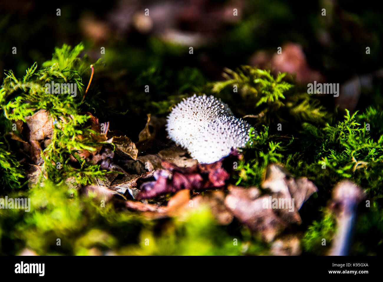 Fungus growing up through moss hi-res stock photography and images - Alamy