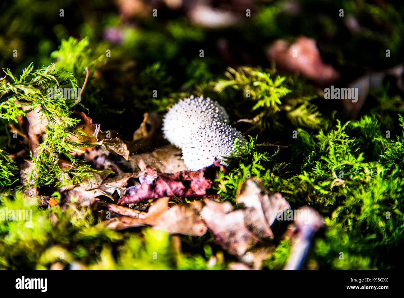 Small round fungus growing through fallen leaves on forest floor ...