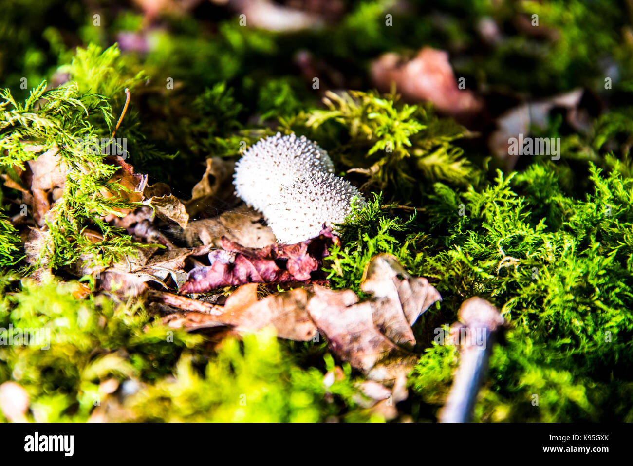 Fungus growing up through moss hi-res stock photography and images - Alamy
