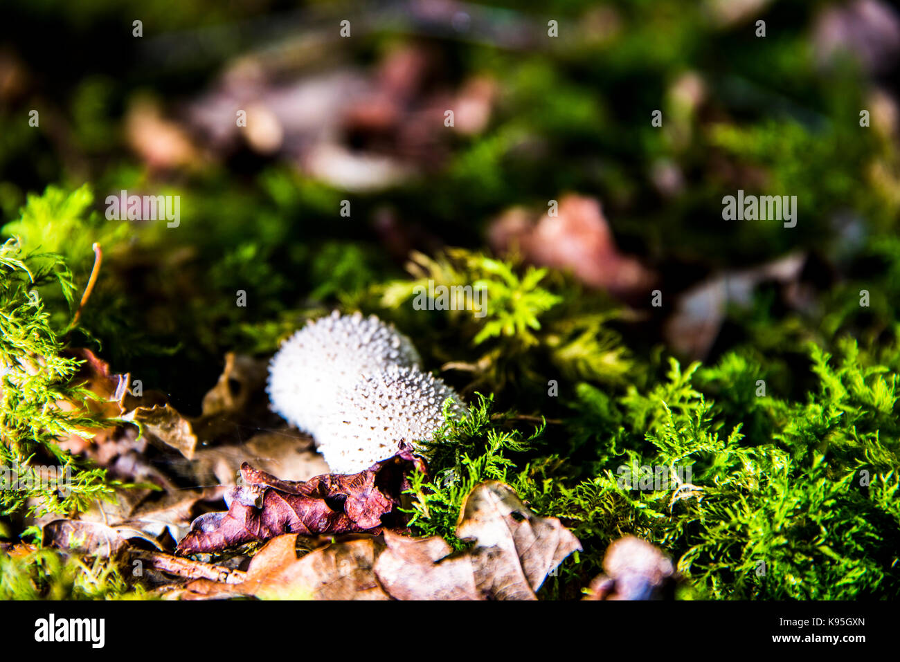 Small round fungus growing through fallen leaves on forest floor ...