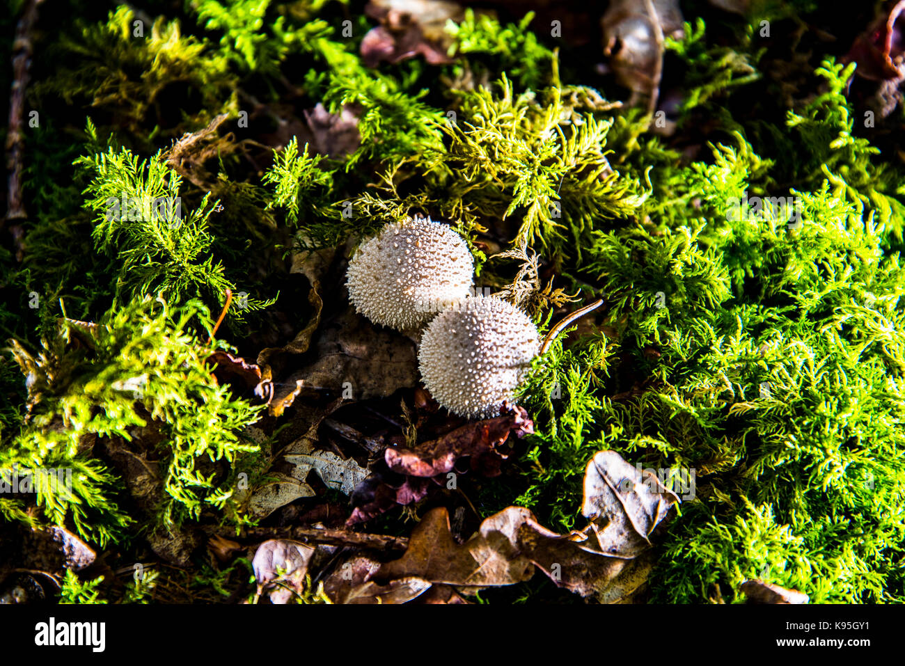 Small round fungus growing through fallen leaves on forest floor ...