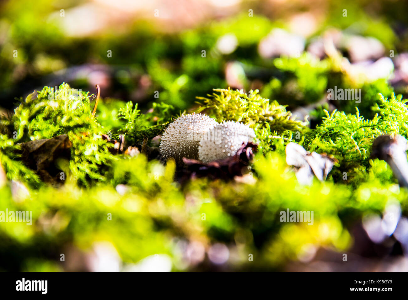 Small round fungus growing through fallen leaves on forest floor ...