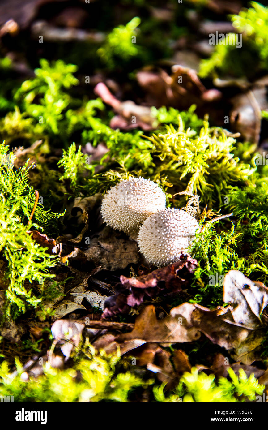Small round fungus growing through fallen leaves on forest floor ...