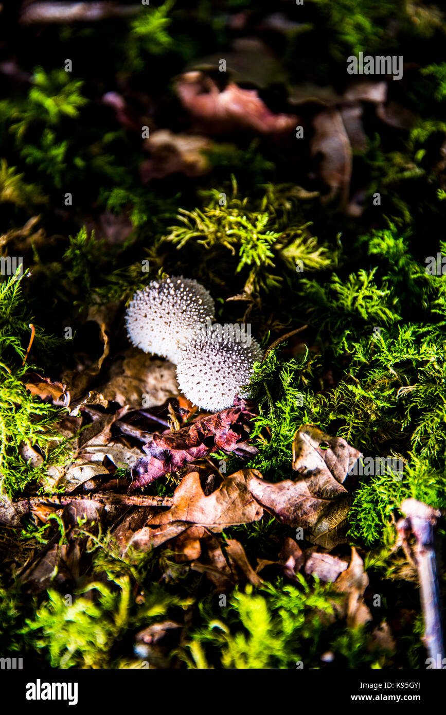 Oxford down wild hi-res stock photography and images - Alamy