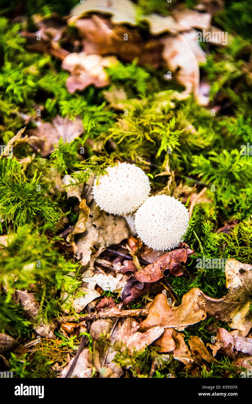 Small round fungus growing through fallen leaves on forest floor ...